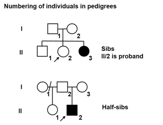 Genealogical method - WikiLectures