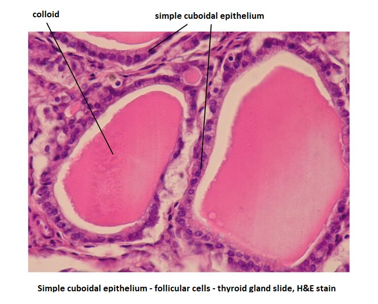 Simple cuboidal epithelium (image) - WikiLectures