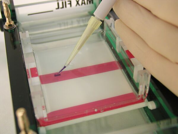 Electrophoresis - WikiLectures