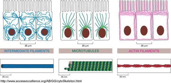 Individual filament structure and function - WikiLectures