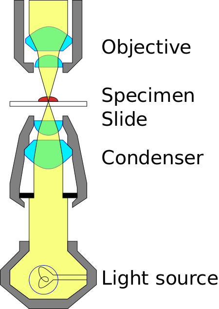 Limit of microscope resolution - WikiLectures