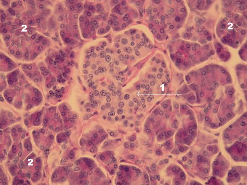 Langerhans islet - WikiLectures