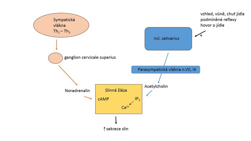 Salivary secretion control - WikiLectures