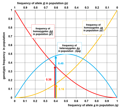 Genetic aspects of populations, Hardy-Weinberg equilibrium - WikiLectures